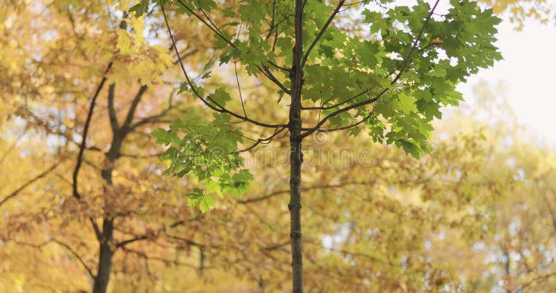 Green maple tree in autumn stock image. Image of color - 129534715