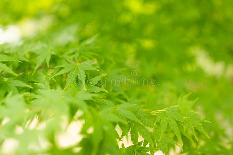Green maple tree stock image. Image of beauty, environmental - 83382627