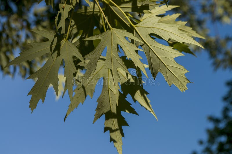 Green Maple Tree Branch in Summer Yard Stock Image - Image of plant ...