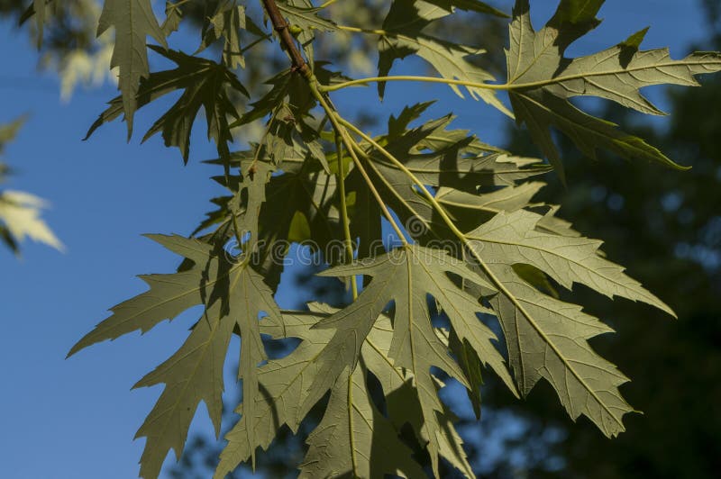 Green Maple Tree Branch in Summer Yard Stock Image - Image of meadow ...