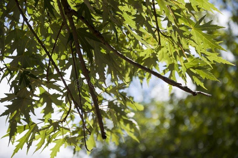 Green Maple Tree Branch in Summer Yard Stock Photo - Image of meadow ...