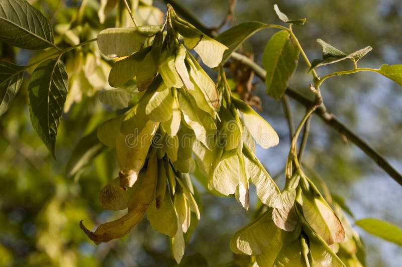 Green Maple Tree Branch in Summer Yard Stock Photo - Image of branch ...