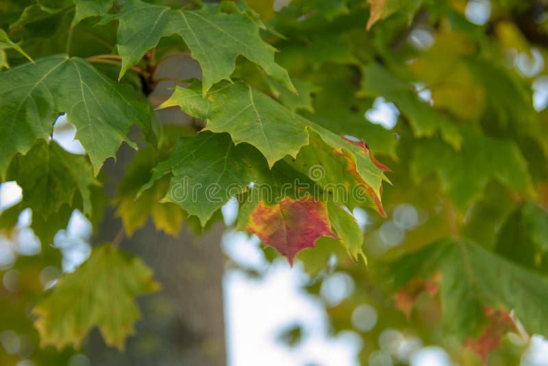 Green Maple Tree Fall Leaf Closeup in Schoneberg Berlin Germany Stock ...