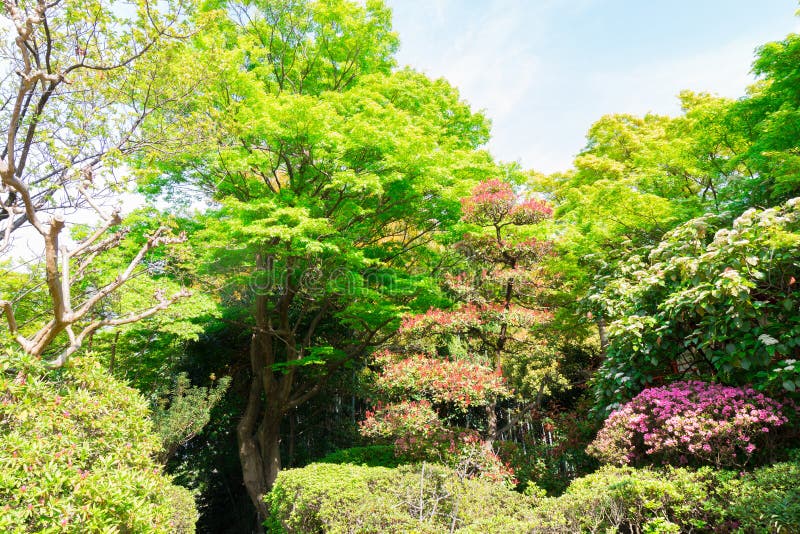 Green Maple Tree in Forest Natural Background. Stock Image - Image of ...