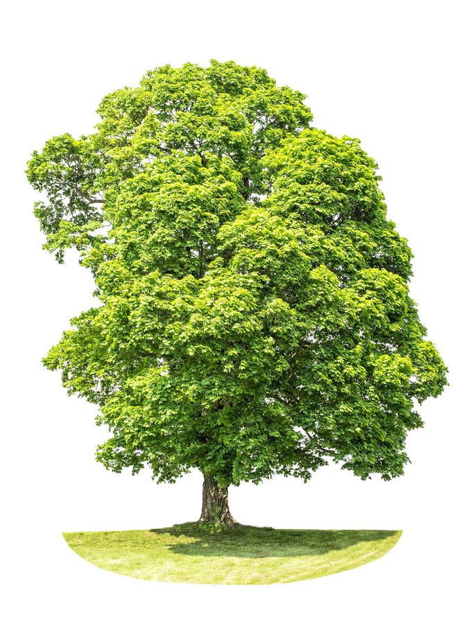 Green Summer Maple Tree Isolated On White Stock Photo - Image of nobody ...