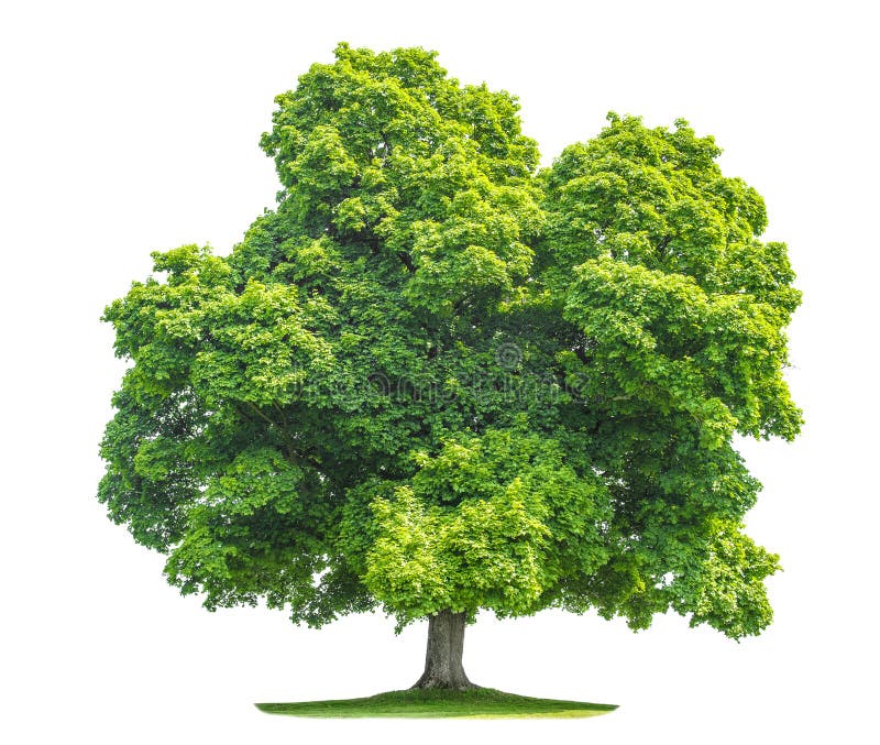 Green Maple Tree Isolated on White Background Stock Image - Image of ...