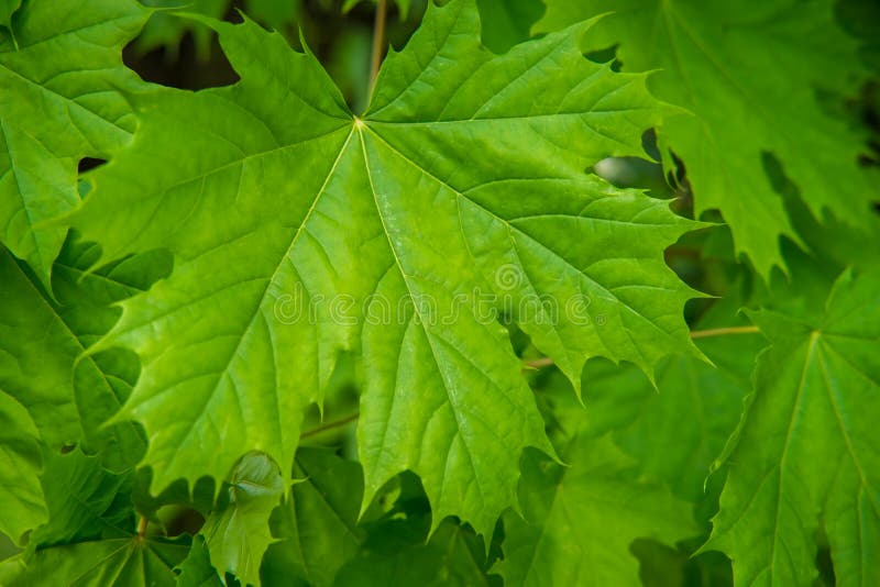 Green Maple Tree Leaves stock image. Image of springtime - 118904197
