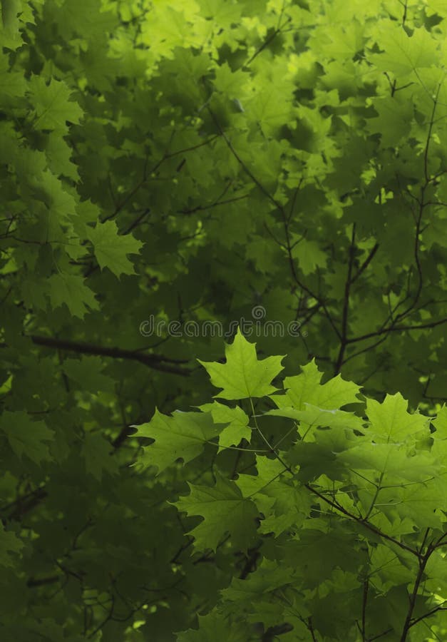 Green Maple Tree Leaves stock photo. Image of bright - 55042702