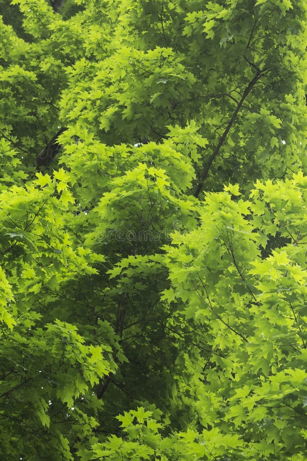Green Maple Tree Leaves stock image. Image of outside - 55042731