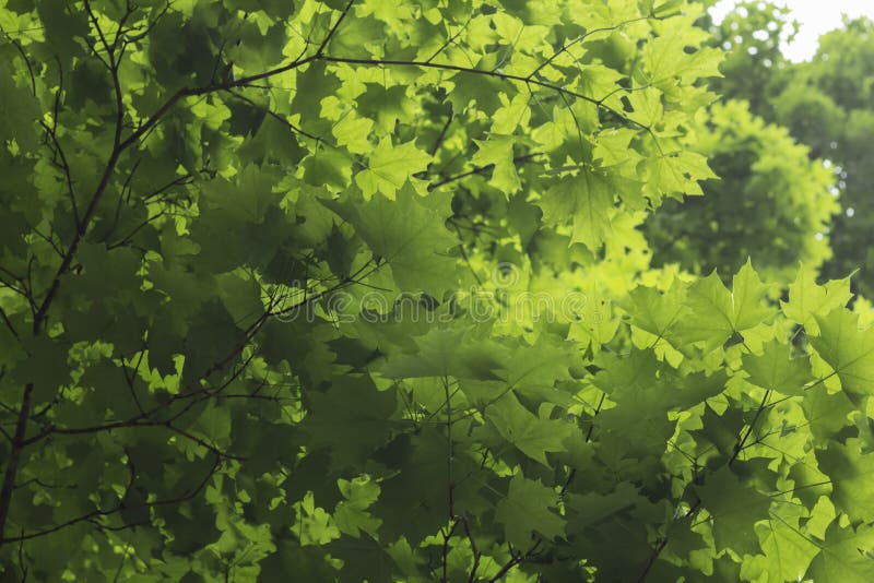 Green Maple Tree Leaves stock photo. Image of pattern - 55043068