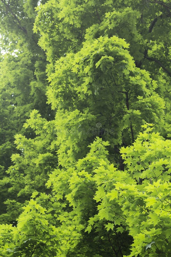 Green Maple Tree Leaves stock image. Image of life, spring - 55043087