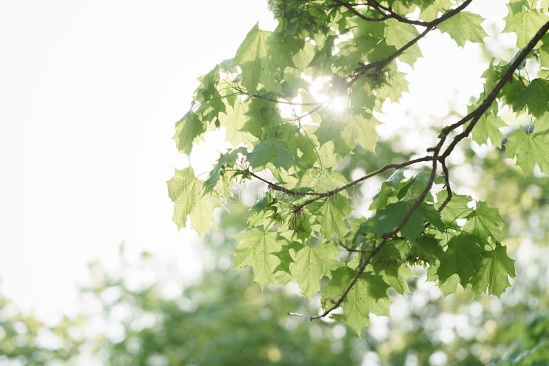 Green Maple Tree Leaves with Insects in Sun Light Stock Image - Image ...