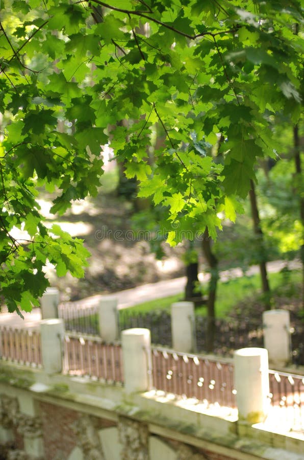 Green Maple Tree Leaves, Old Bridge Stock Image - Image of summertime ...