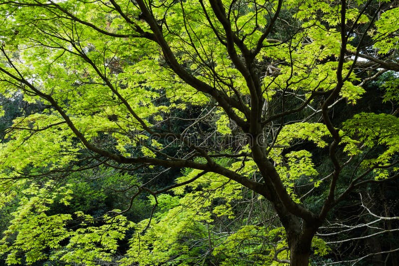 Green maple trees stock image. Image of japan, maple - 43568267