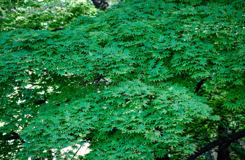 Green Maple Trees at Summer Stock Image - Image of space, foliage: 93528943
