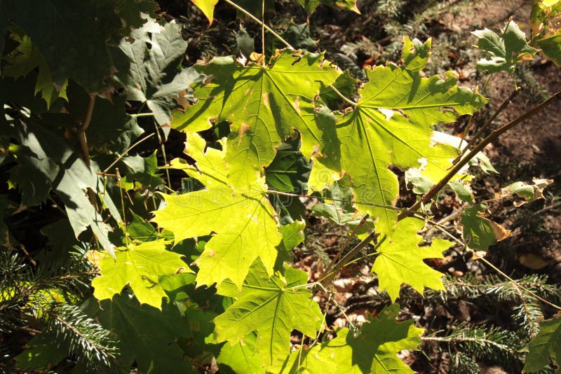 Green Mapler Leaves Illuminated by the Sun Stock Image - Image of ...