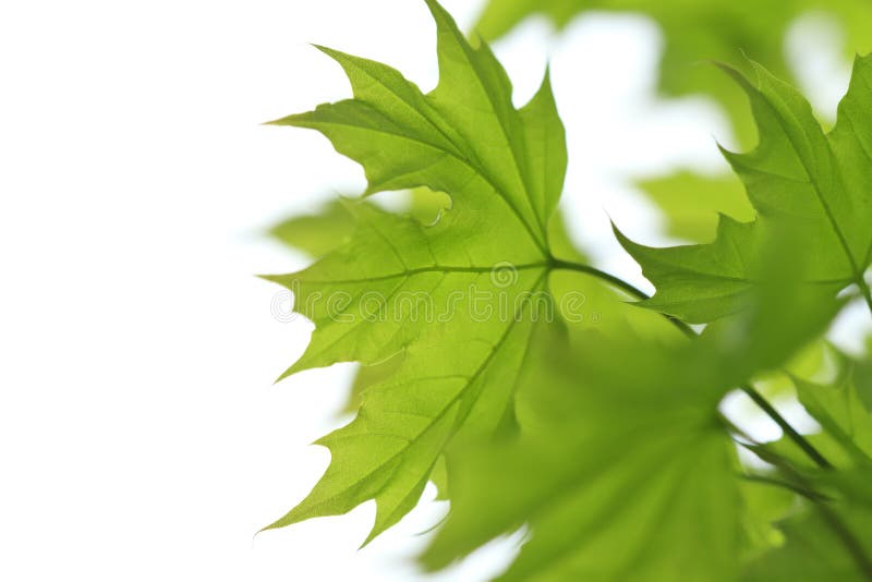 Green maples stock photo. Image of forest, bright, outdoors - 11437108