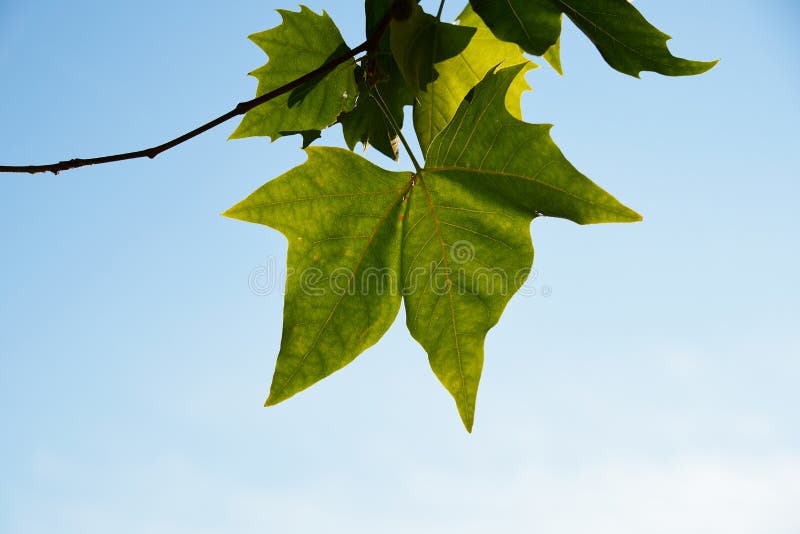 Green Maples Leaves on Blue Sky Background Stock Photo - Image of leaf ...
