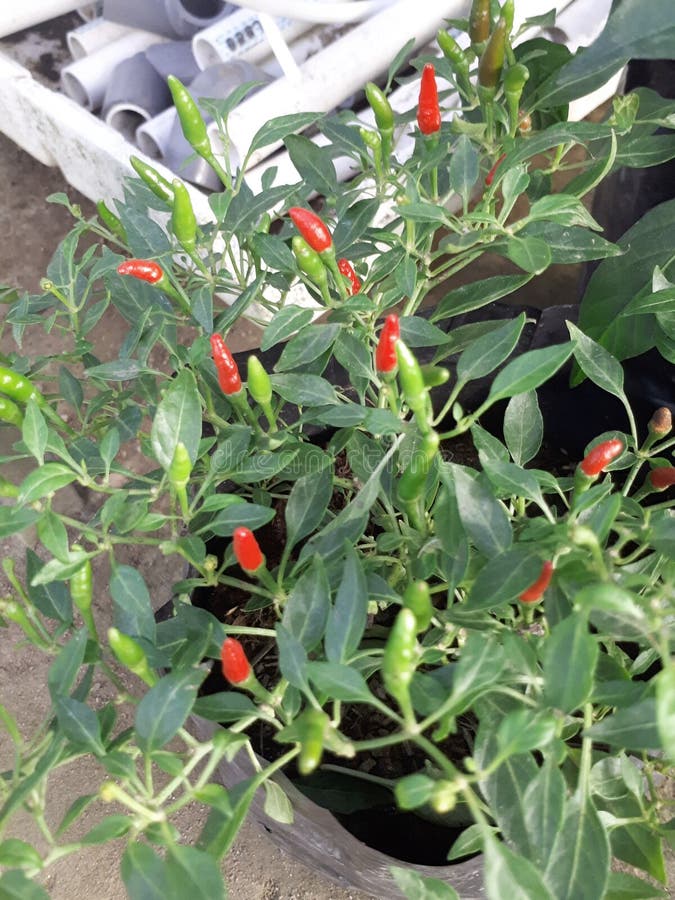 Green Margin of Green and Cactus Leaf Flowers Beautiful on Pots of the ...