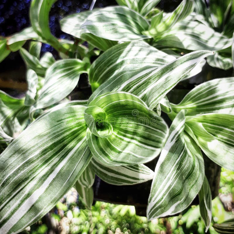 Green Margin of Long Green Steam Leaf Flowers Beautiful on Pots of the ...