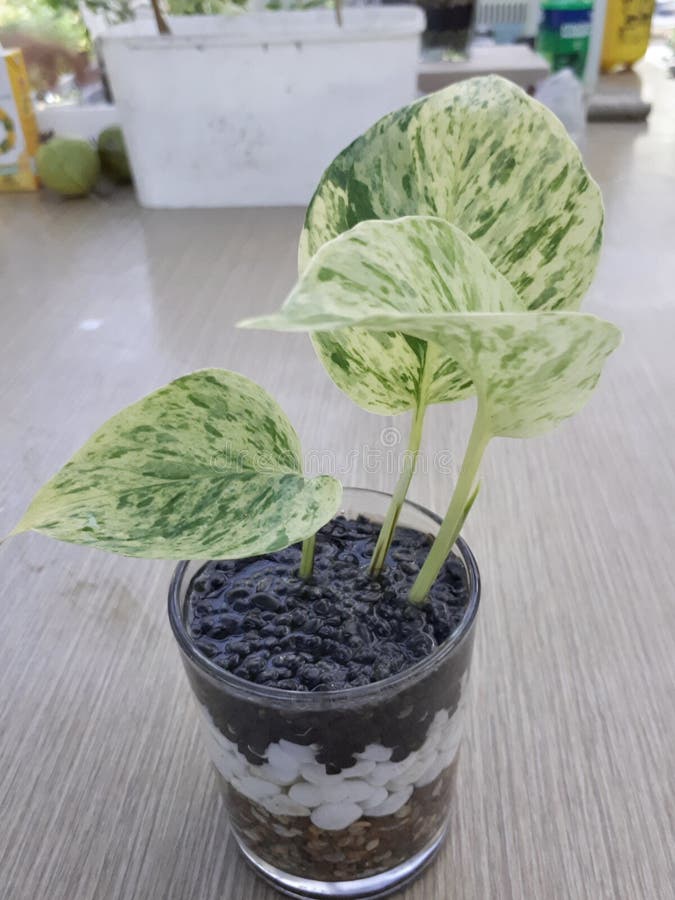 Green Margin of Green and Cactus Leaf Flowers Beautiful on Pots of the ...