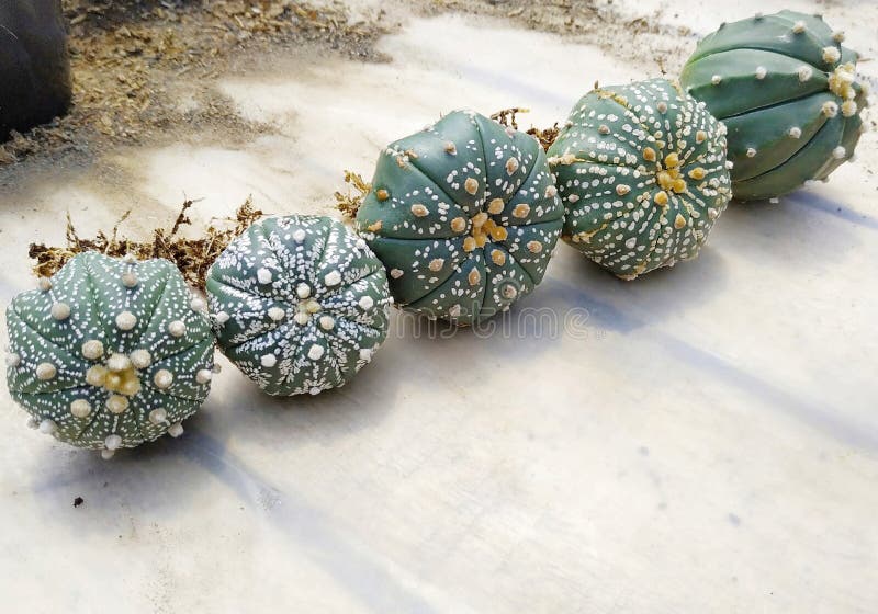 Green Margin of Green and Cactus Leaf Flowers Beautiful on Pots of the ...