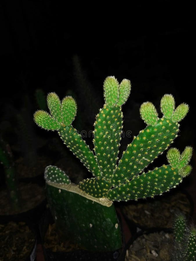 Green Margin of Green and Cactus Leaf Flowers Beautiful on Pots of the ...