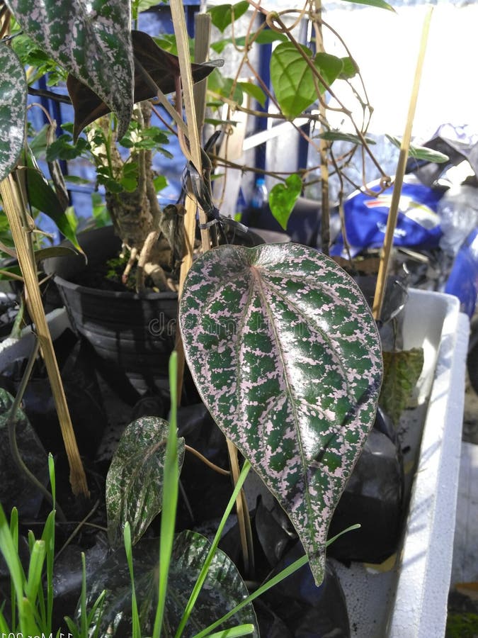 Green Margin of Green and Cactus Leaf Flowers Beautiful on Pots of the ...