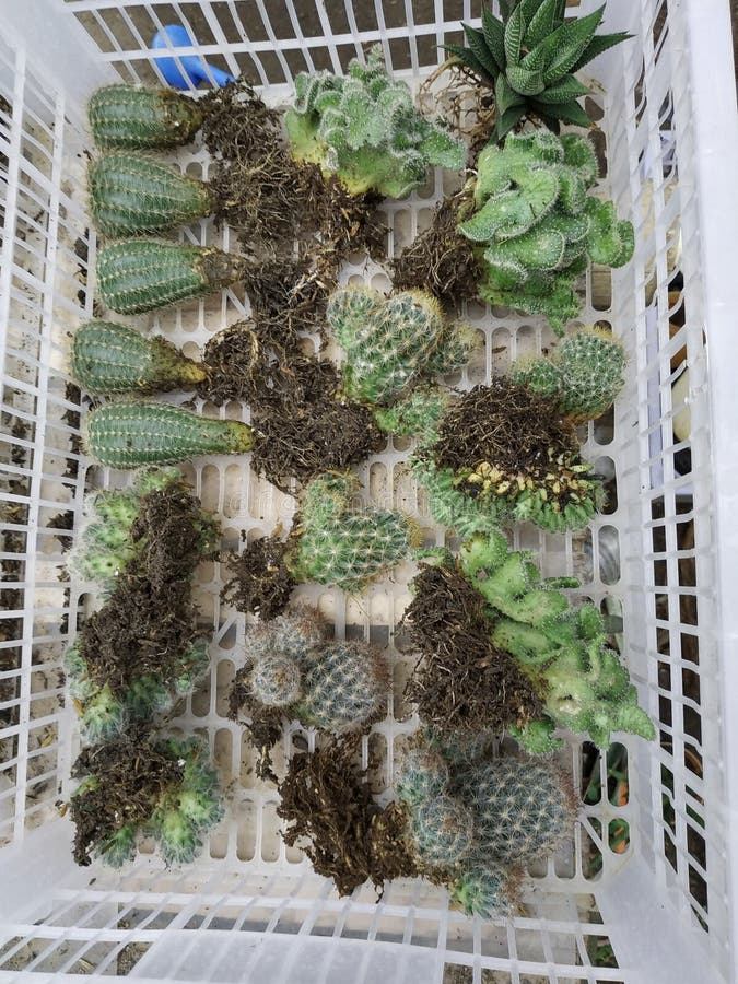 Green Margin of Cactus Leaf Flowers Beautiful on White Box of the ...