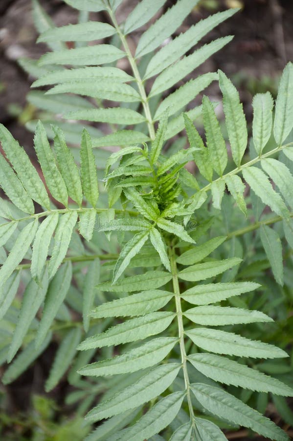 Green Marigold Tree in Nature Garden Stock Image - Image of erecta ...