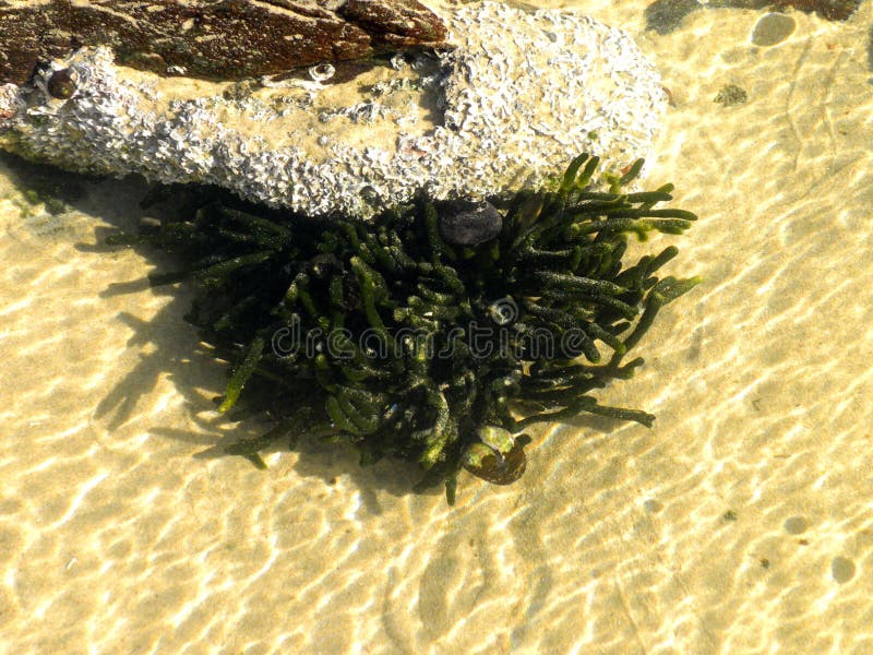 Green Marine Algae stock image. Image of ocean, algaes - 94862259