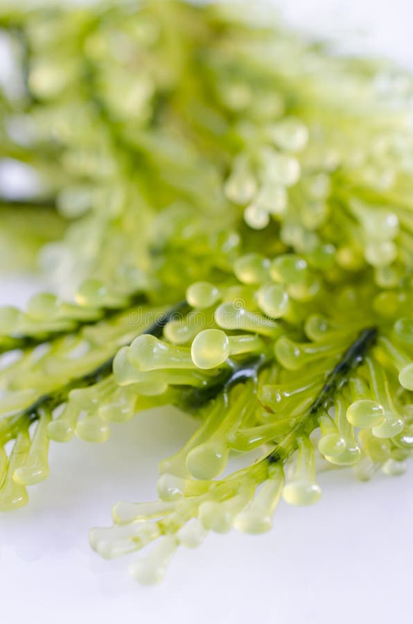 Green Marine Algae stock image. Image of ocean, algaes - 94862259