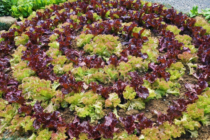 Green and Maroon Lettuce Planted in Circular Pattern Stock Photo ...