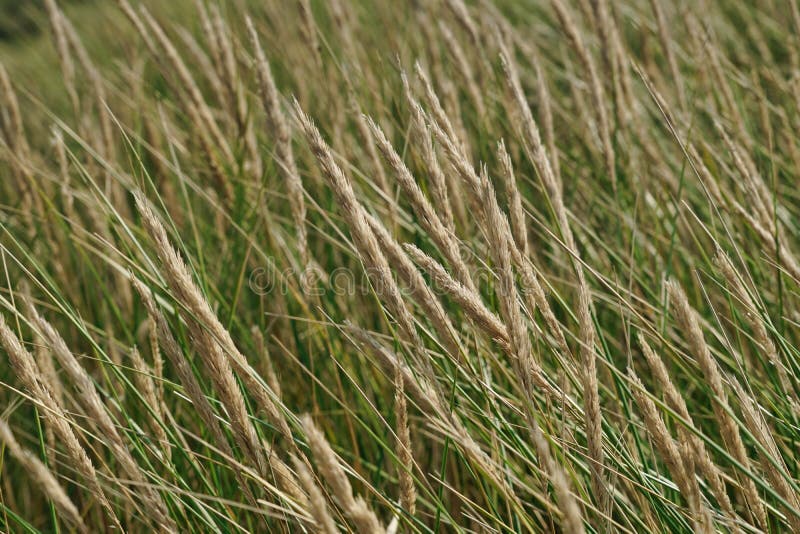 Green Marram Grass on a Dune in Jutland, Denmark - Closeup Stock Image ...