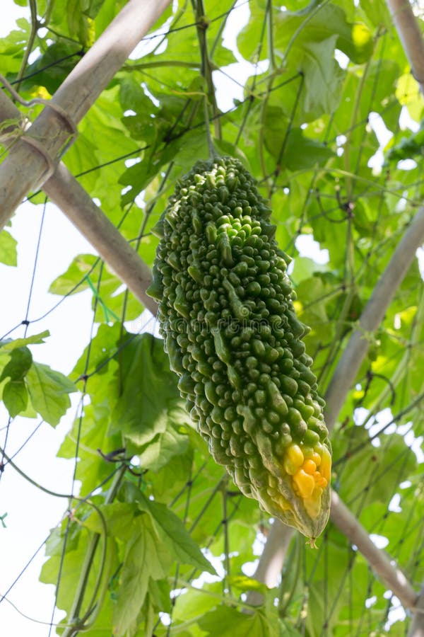 Green Marrow Vegetable Gourd Stock Photo - Image of food, bitter: 54243468