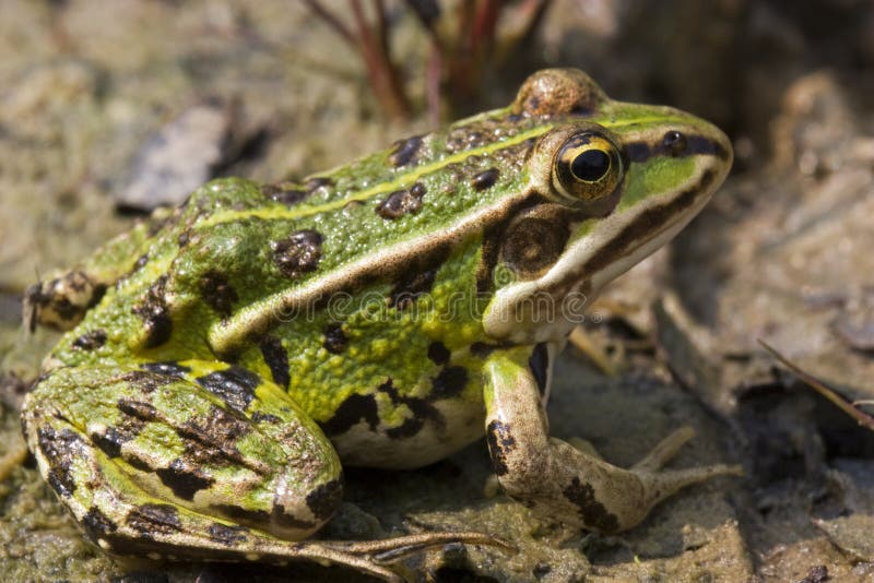 Green Marsh Frog stock image. Image of ridibundus, environment - 11598427
