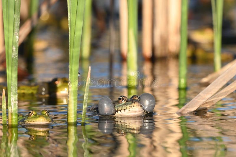 Green Marsh Frog Pelophylax Ridibundus Croaking on a Beautiful Light ...