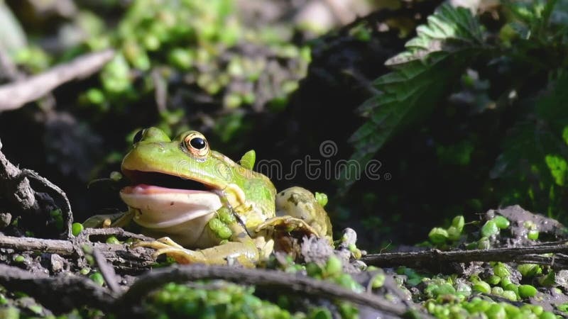 Green Marsh Frog in the Wild. Pelophylax Ridibundus Stock Footage ...