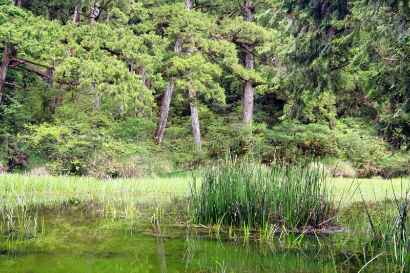 Green marsh plant. stock photo. Image of growth, growing - 14474302