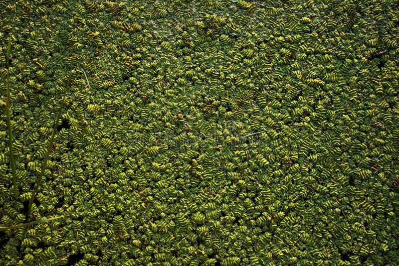 Green marsh surface stock image. Image of nature, shoot - 229199459