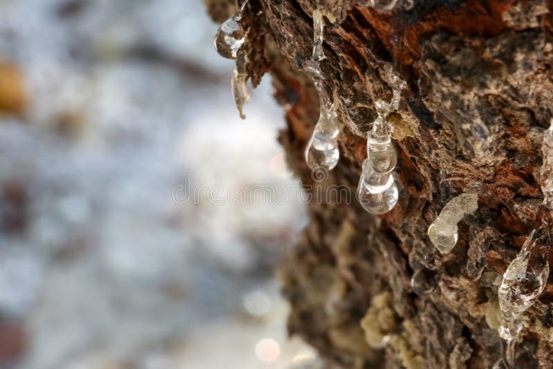 Green Mastic Tree in Chios Island, Greece Stock Photo - Image of ...