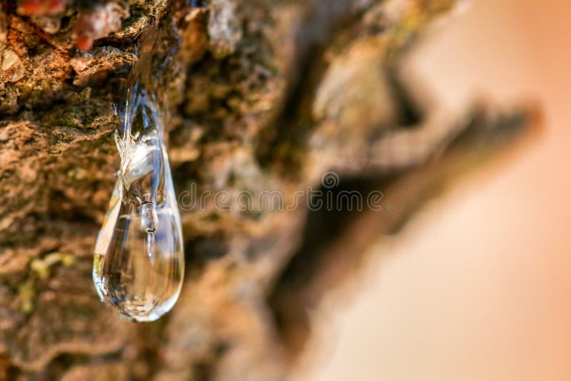 Green Mastic Tree in Chios Island, Greece Stock Photo - Image of ...