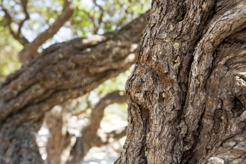 Green Mastic Tree in Chios Island, Greece Stock Photo - Image of greece ...