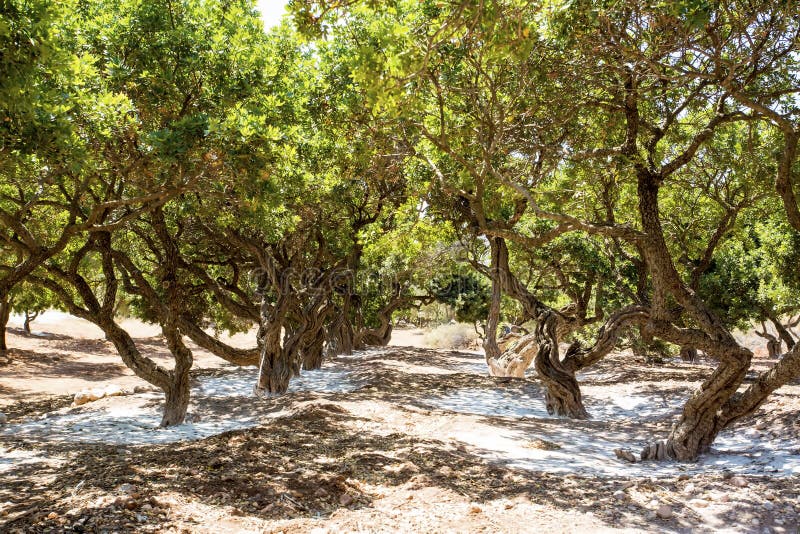 Green Mastic Tree in Chios Island, Greece Stock Photo - Image of ...