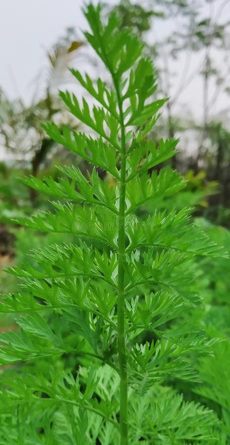 Burimage Stock Photos - Free & Royalty-Free Stock Photos from Dreamstime