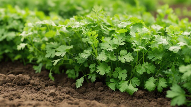 Green Mature Cilantro Grows in the Open Ground Stock Illustration ...