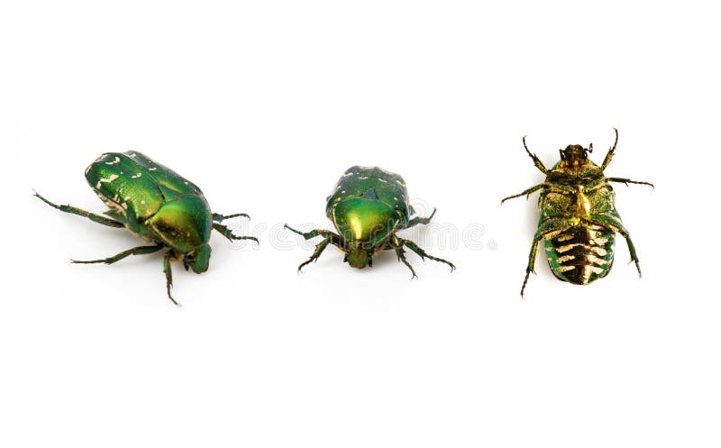 Green may-bug stock image. Image of background, cockchafer - 30041565