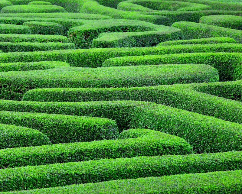 Green maze stock photo. Image of plan, patterned, garden - 37763704