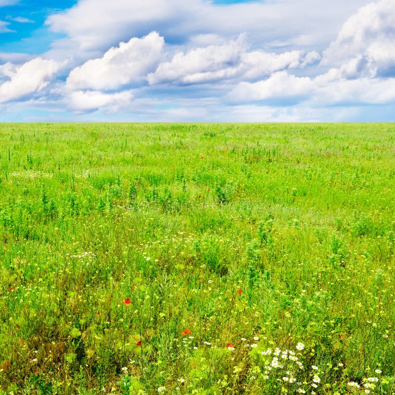 Green meadow stock photo. Image of cloud, countryside - 7113776