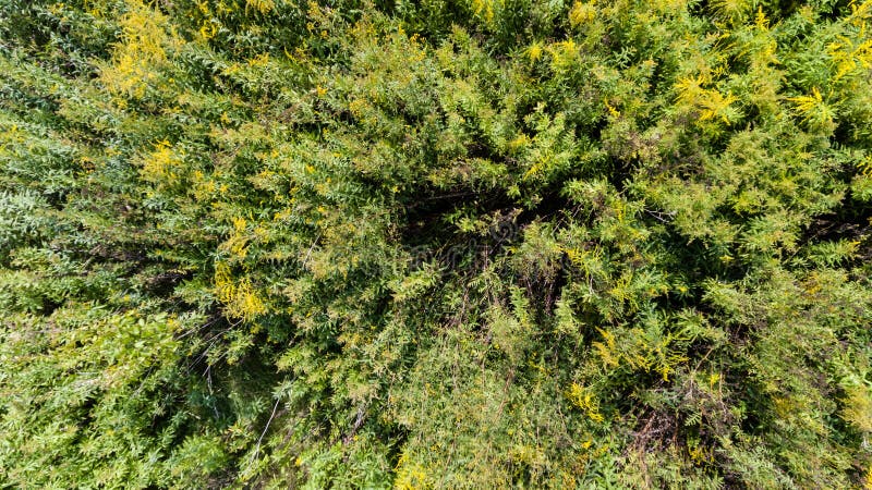 29,709 Bush Top View Stock Photos - Free & Royalty-Free Stock Photos ...